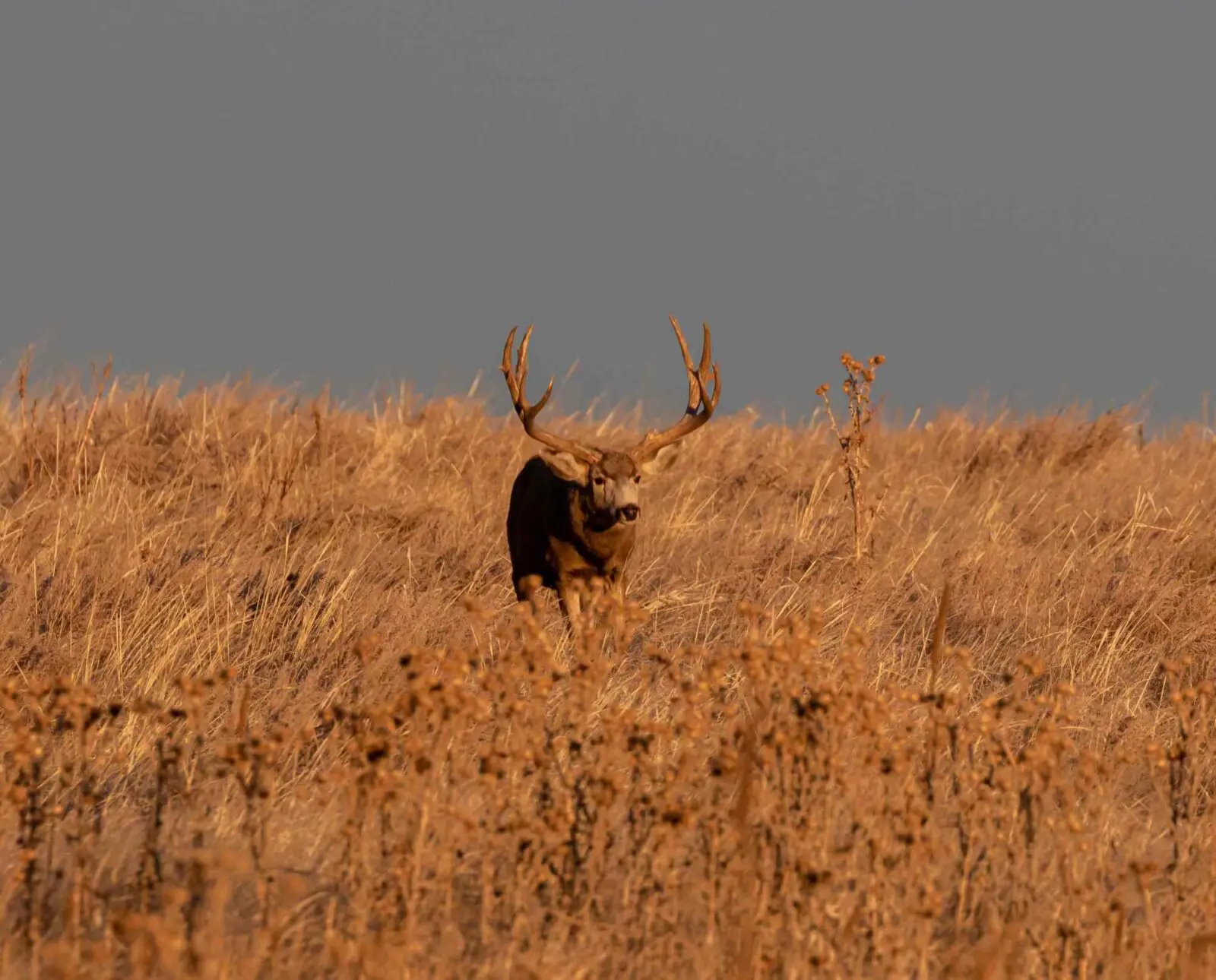 Mule Deer Survey Completed - TM Times